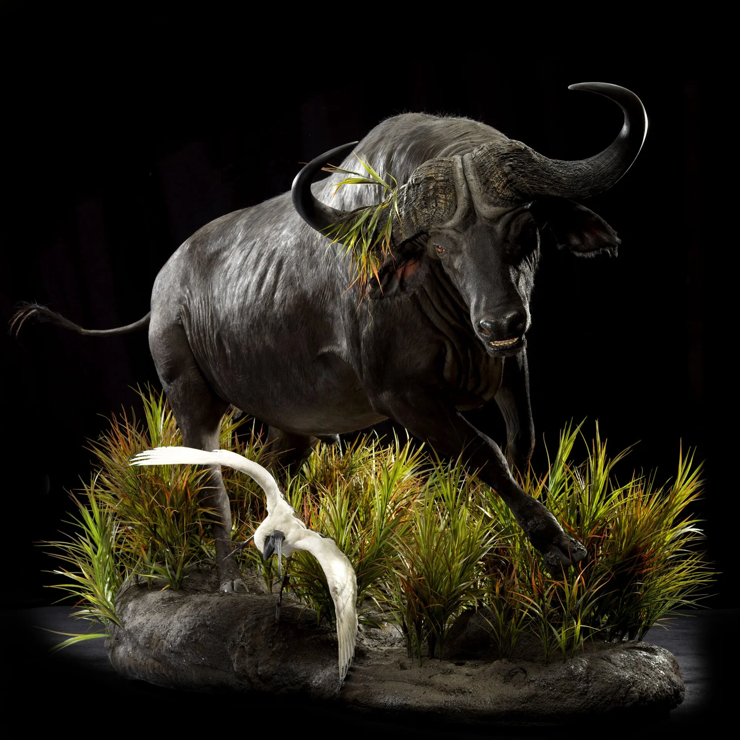 Gallery | Africa | Cape Buffalo — Animal Artistry