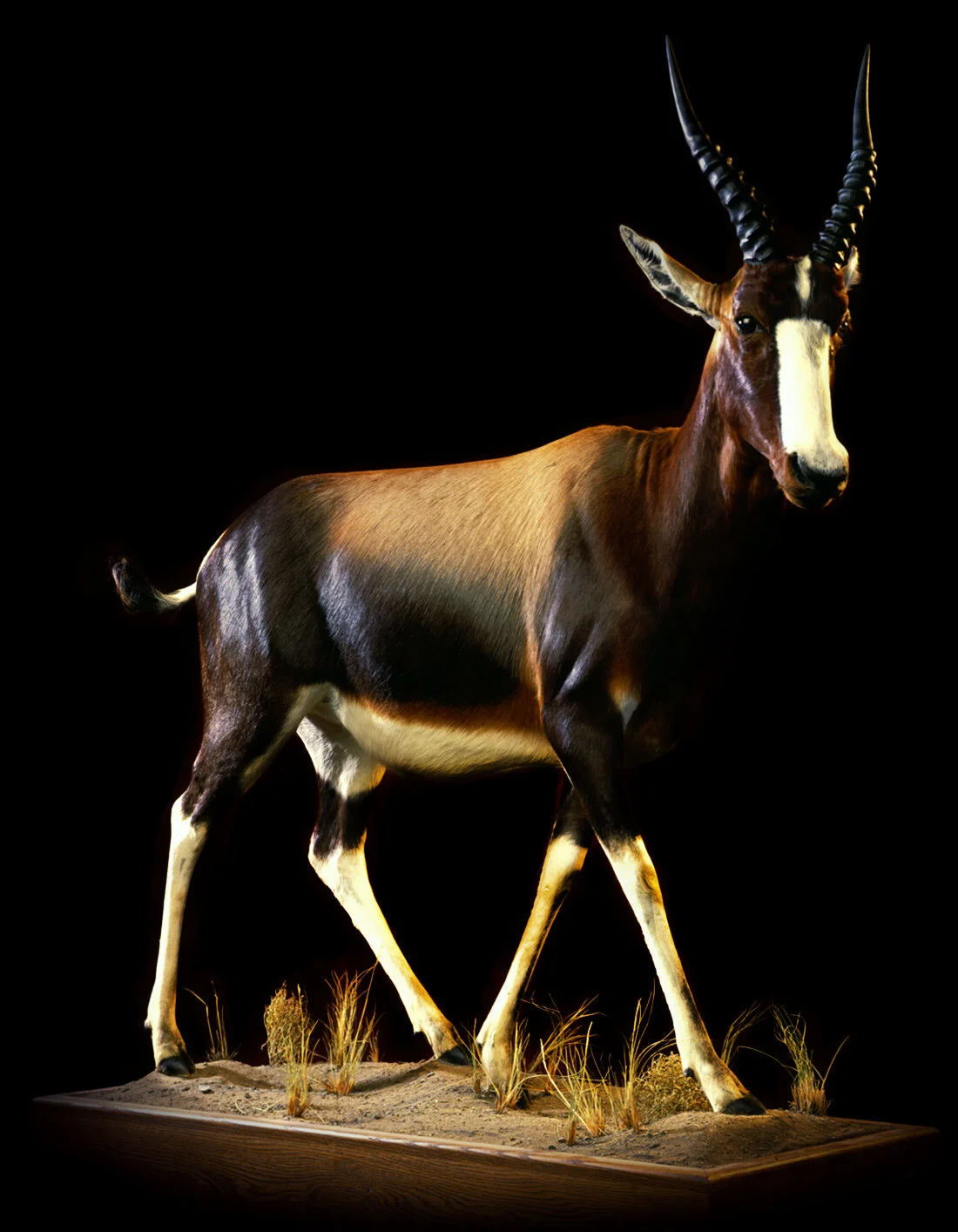 Gallery | Africa | African Antelope — Animal Artistry
