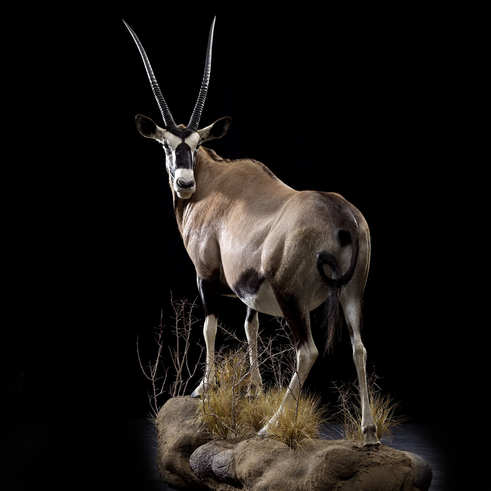 Gallery | Africa | African Antelope — Animal Artistry