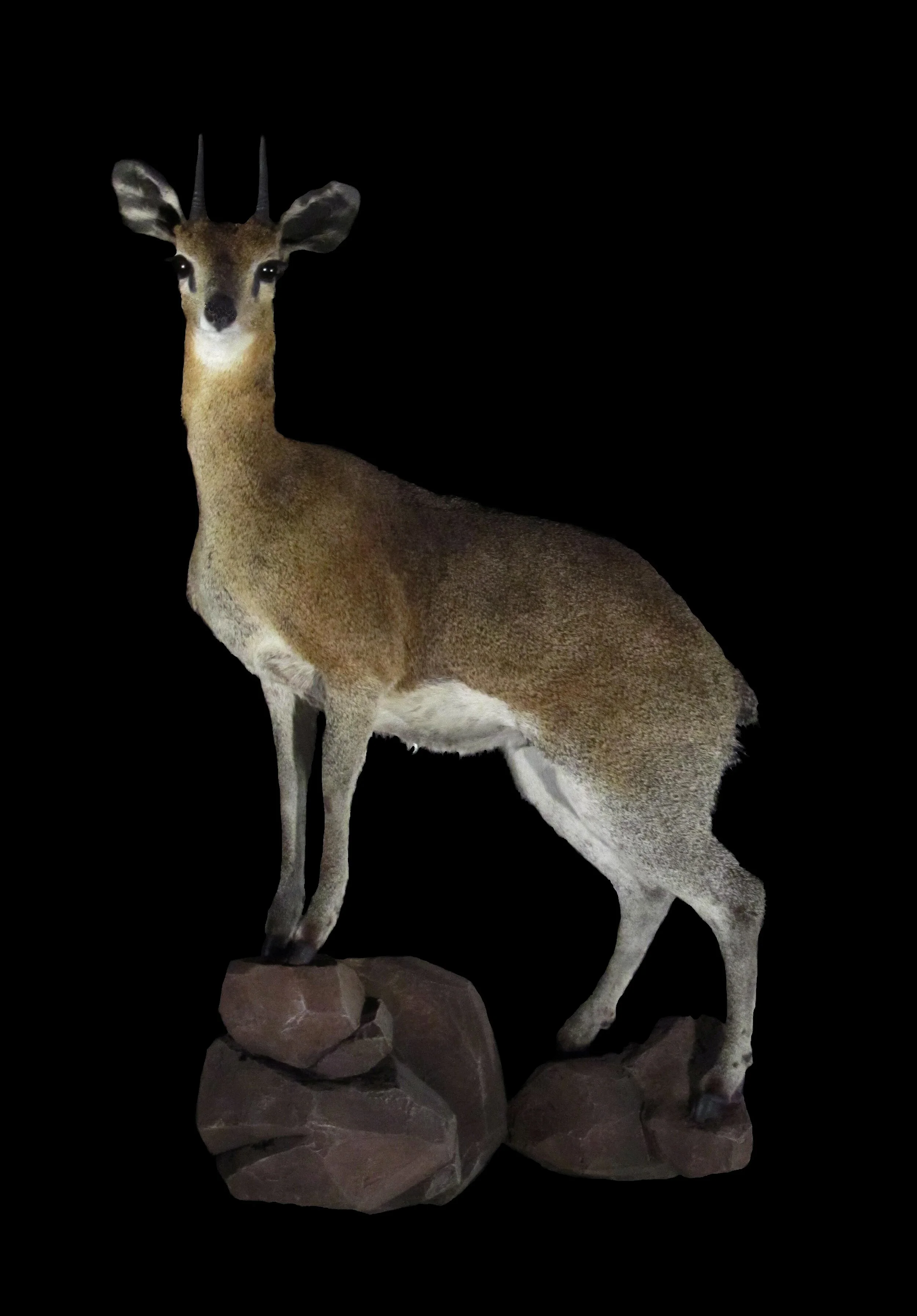 Gallery | Africa | African Antelope — Animal Artistry