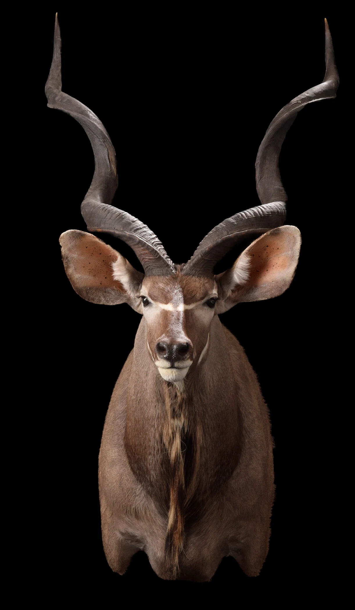 Gallery | Africa | African Antelope — Animal Artistry