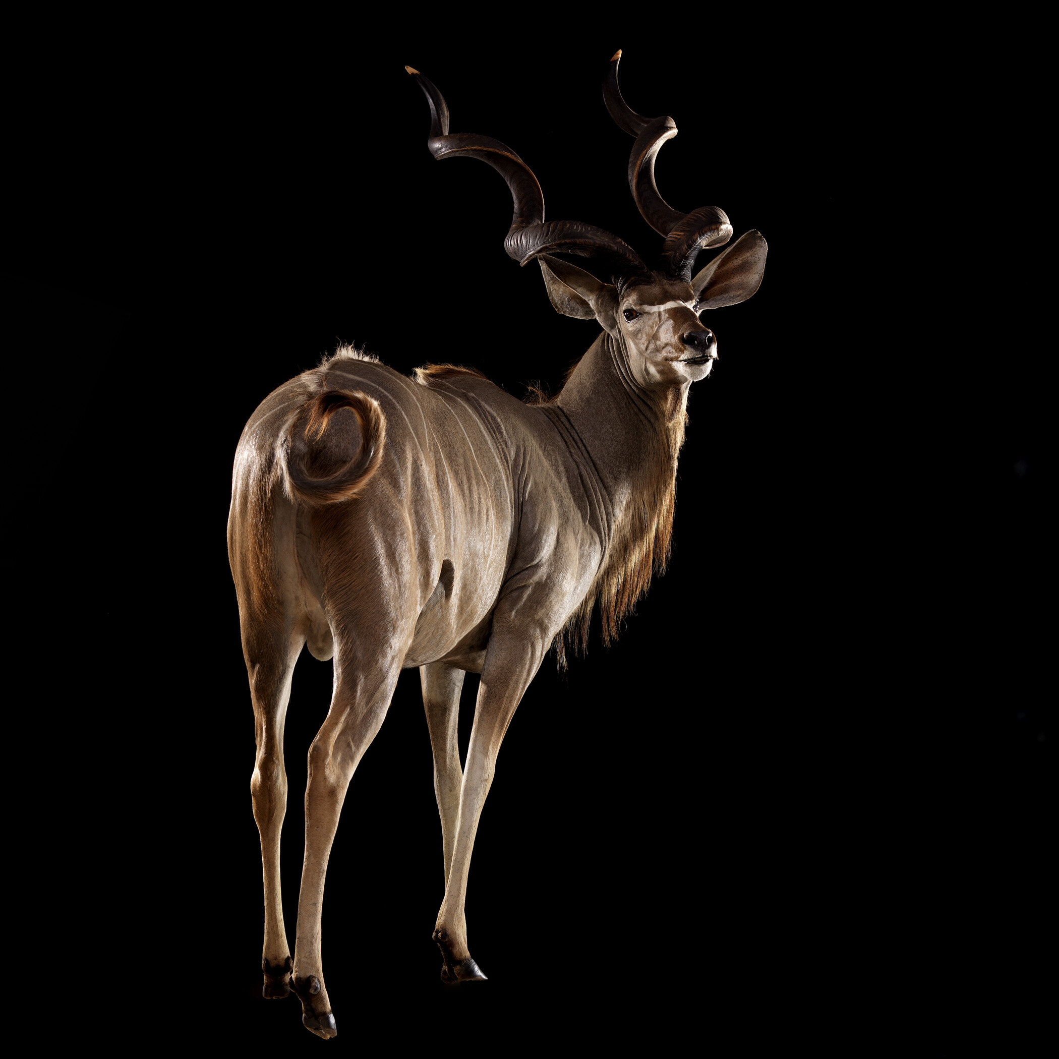 Gallery | Africa | African Antelope — Animal Artistry