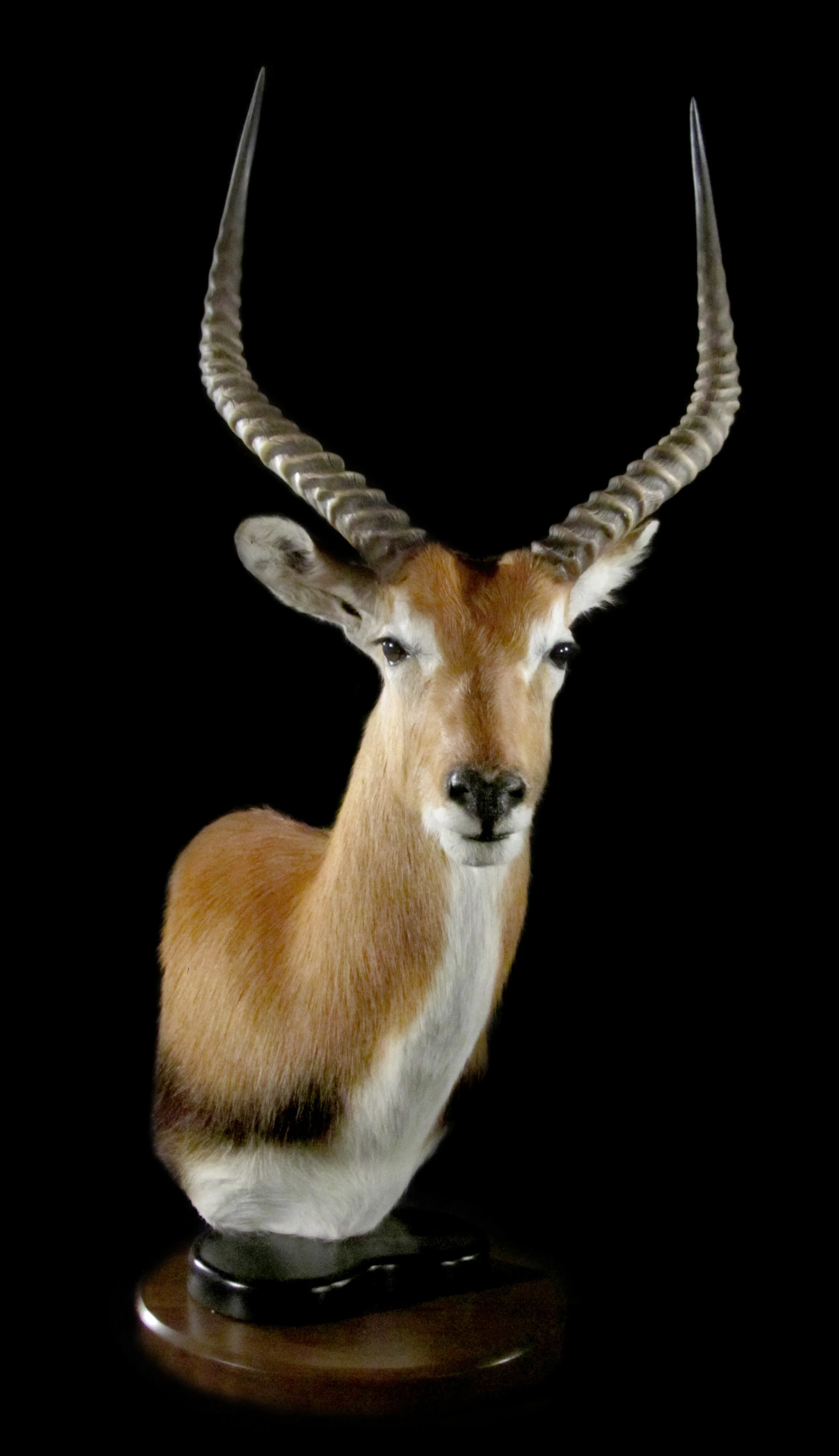 Gallery | Africa | African Antelope — Animal Artistry