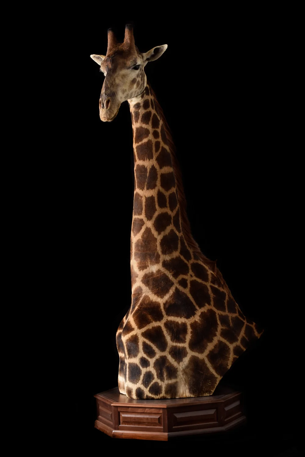 Gallery | Africa | Giraffe — Animal Artistry