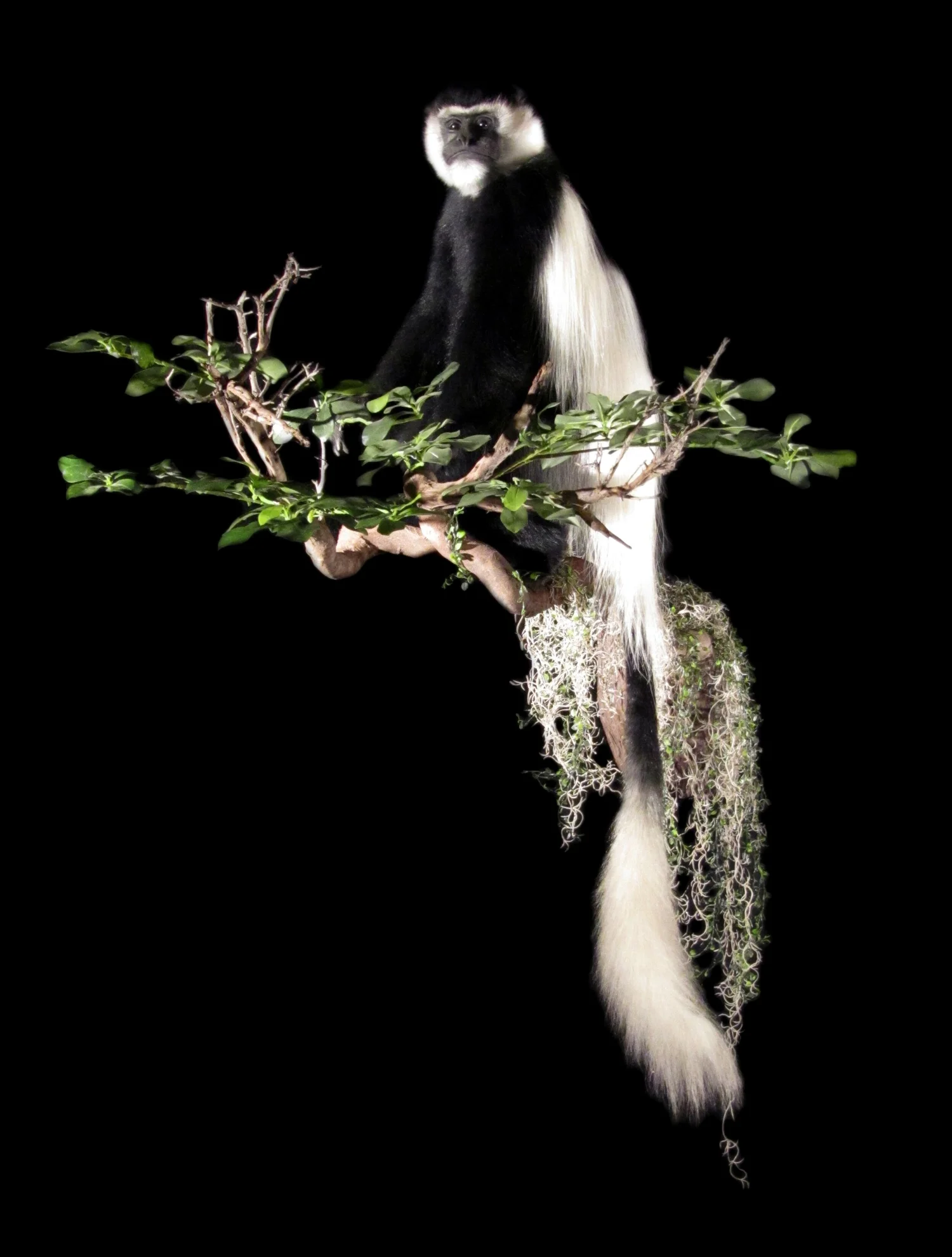 Gallery | Africa | Primate — Animal Artistry