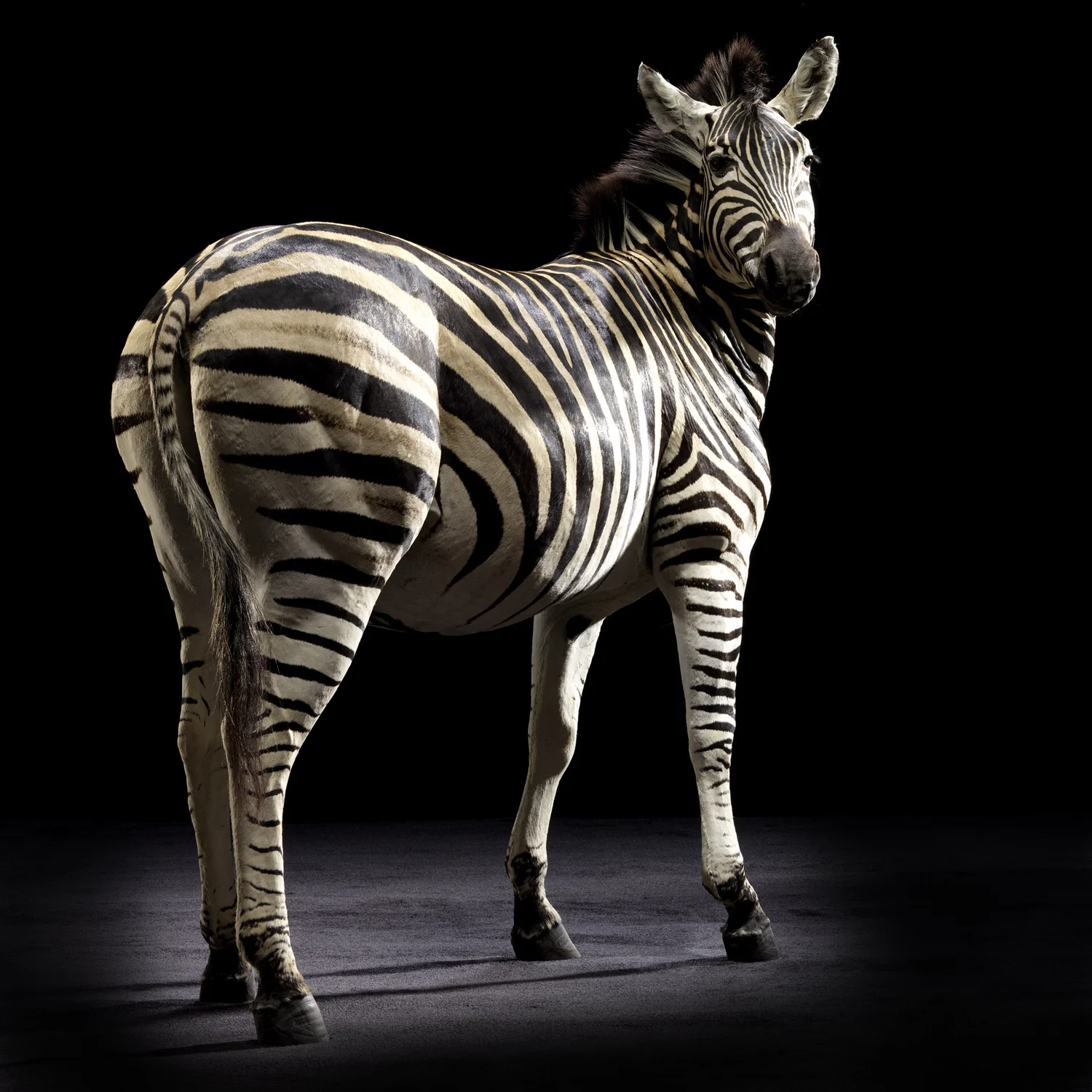 Gallery | Africa | Zebra — Animal Artistry