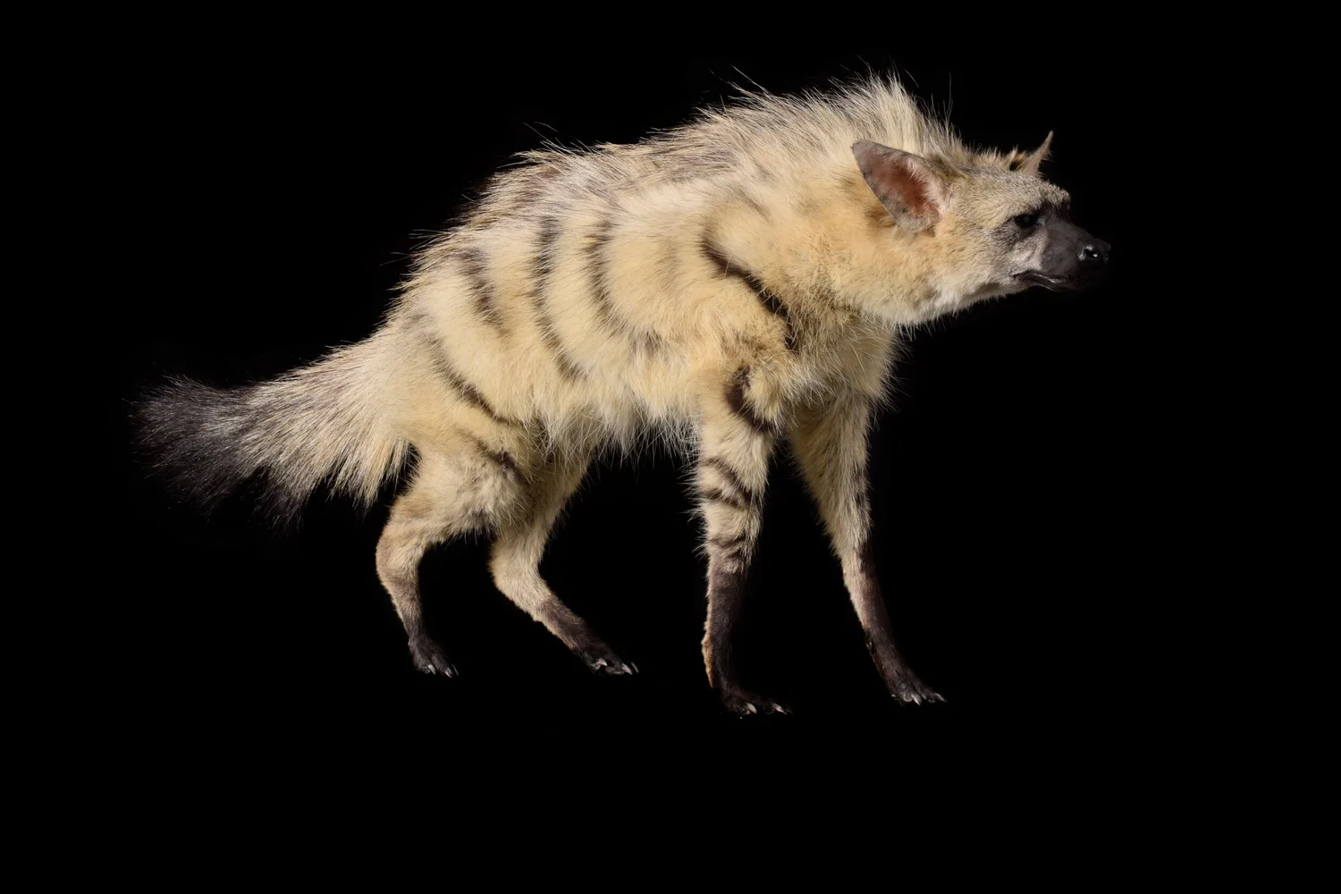 Gallery | Africa | More African Animals — Animal Artistry