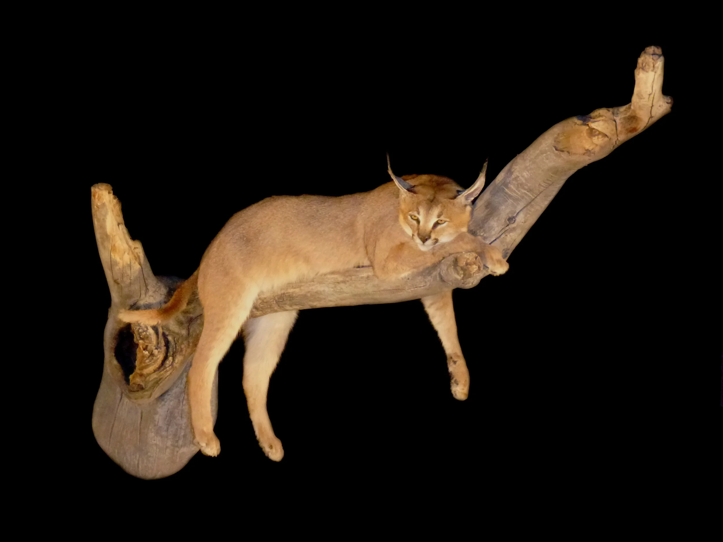 Gallery | Africa | More African Animals — Animal Artistry