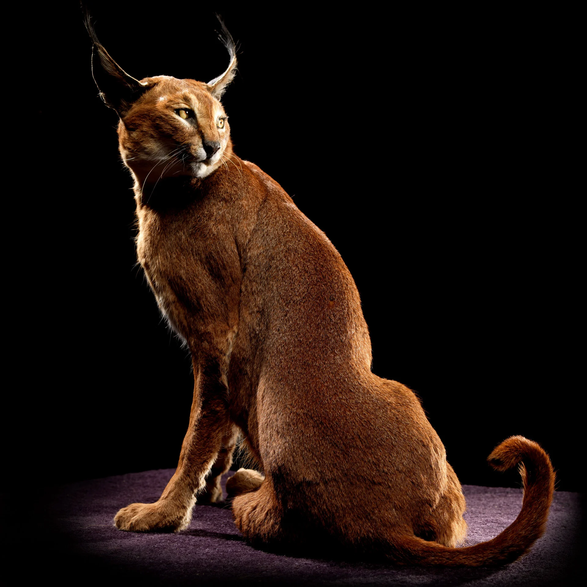 Gallery | Africa | More African Animals — Animal Artistry