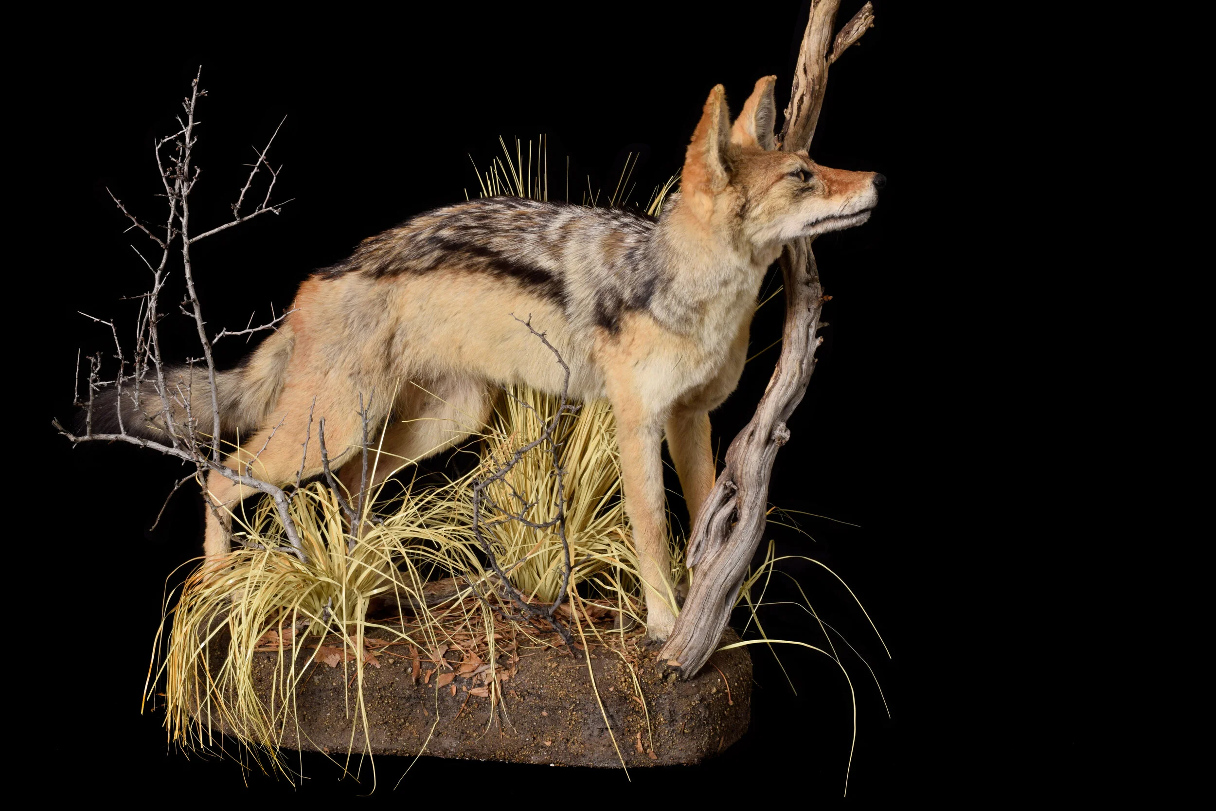 Gallery | Africa | More African Animals — Animal Artistry