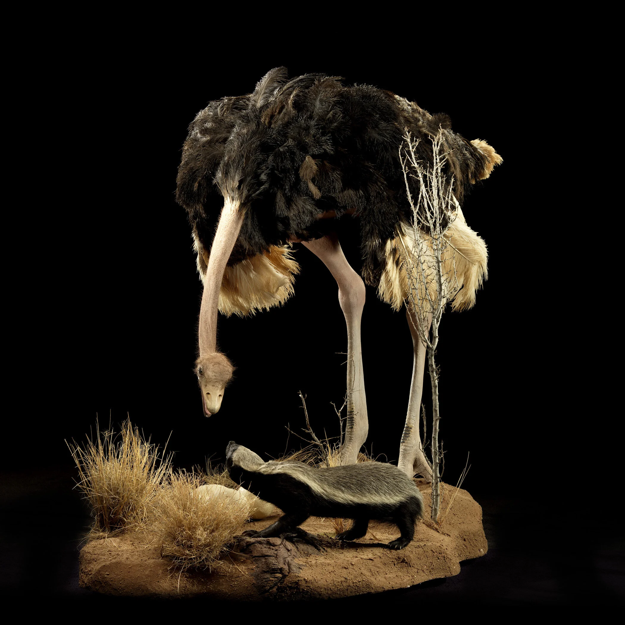 Gallery | Africa | More African Animals — Animal Artistry