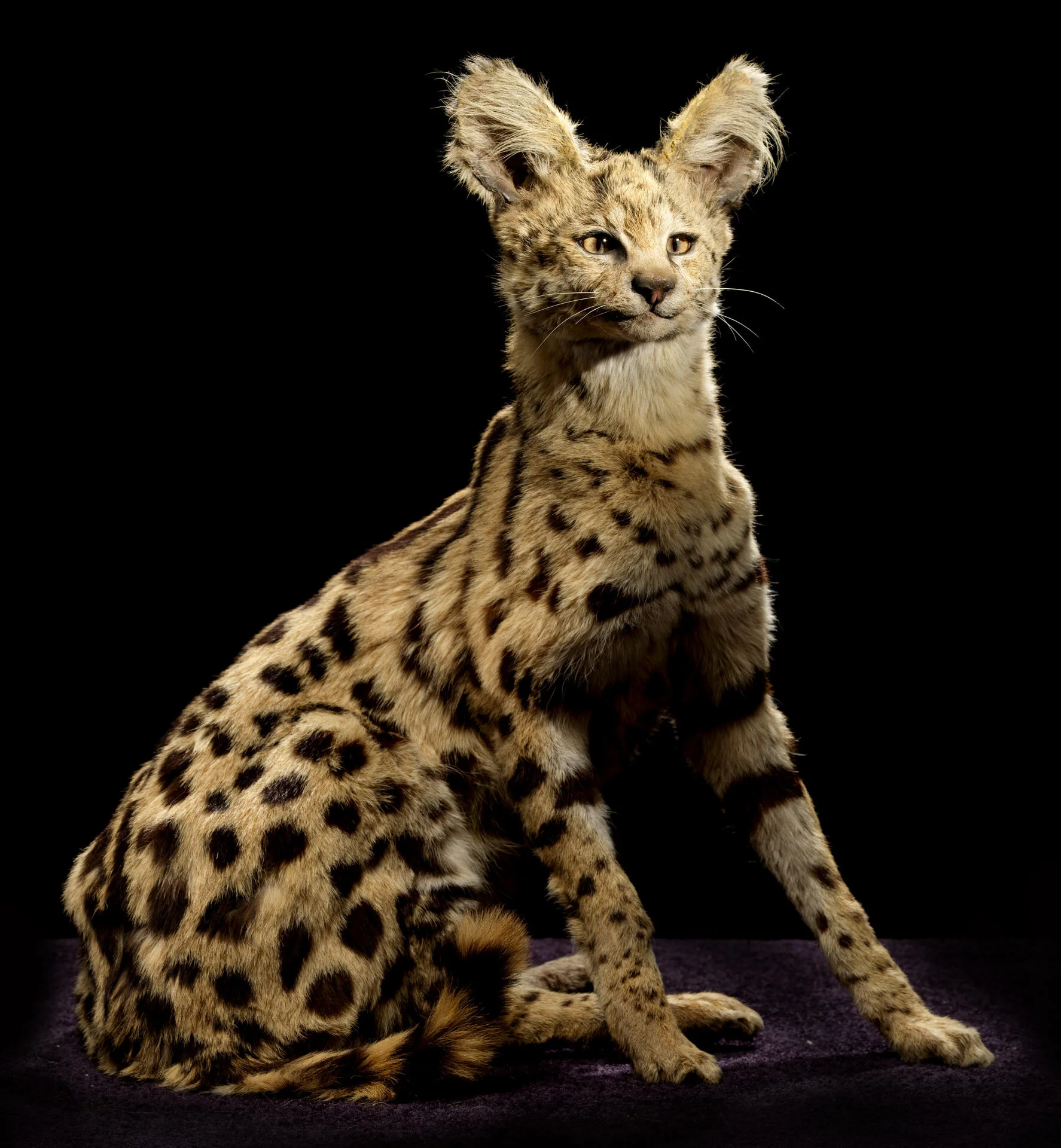 Gallery | Africa | More African Animals — Animal Artistry