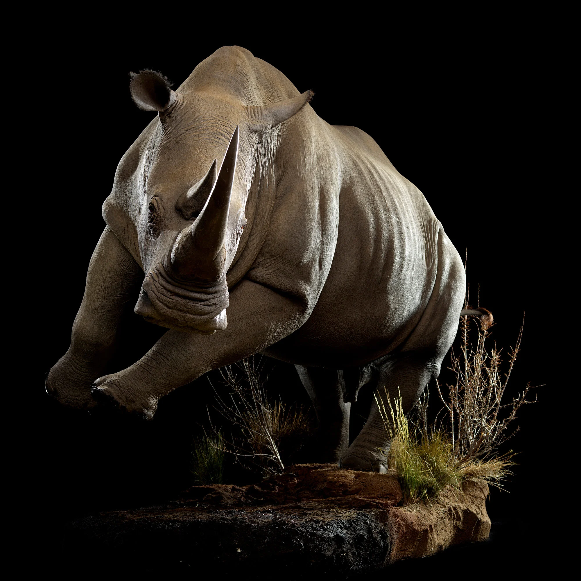 Gallery | Africa | Rhino — Animal Artistry