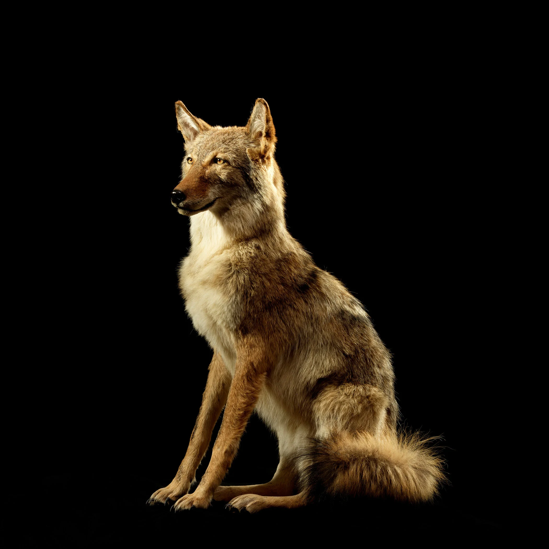 Gallery | North America — Animal Artistry