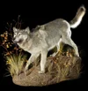 Gallery | North America | Wolf — Animal Artistry