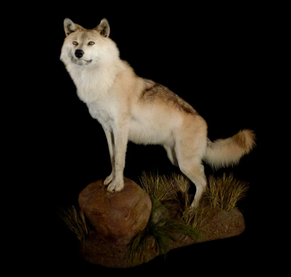 Gallery | North America | Wolf — Animal Artistry