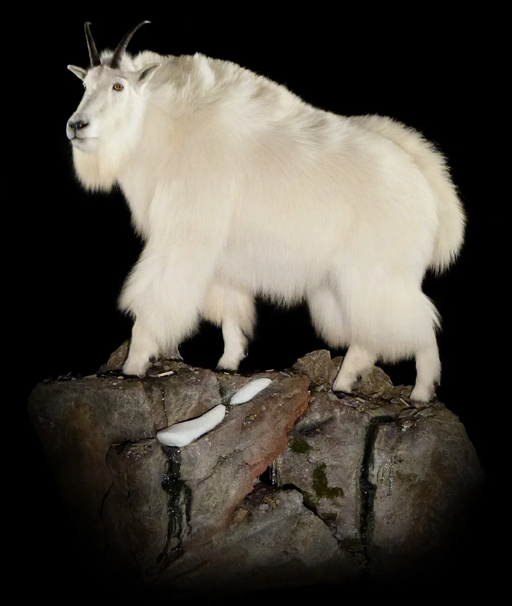 Gallery | North America | Mountain Goat — Animal Artistry