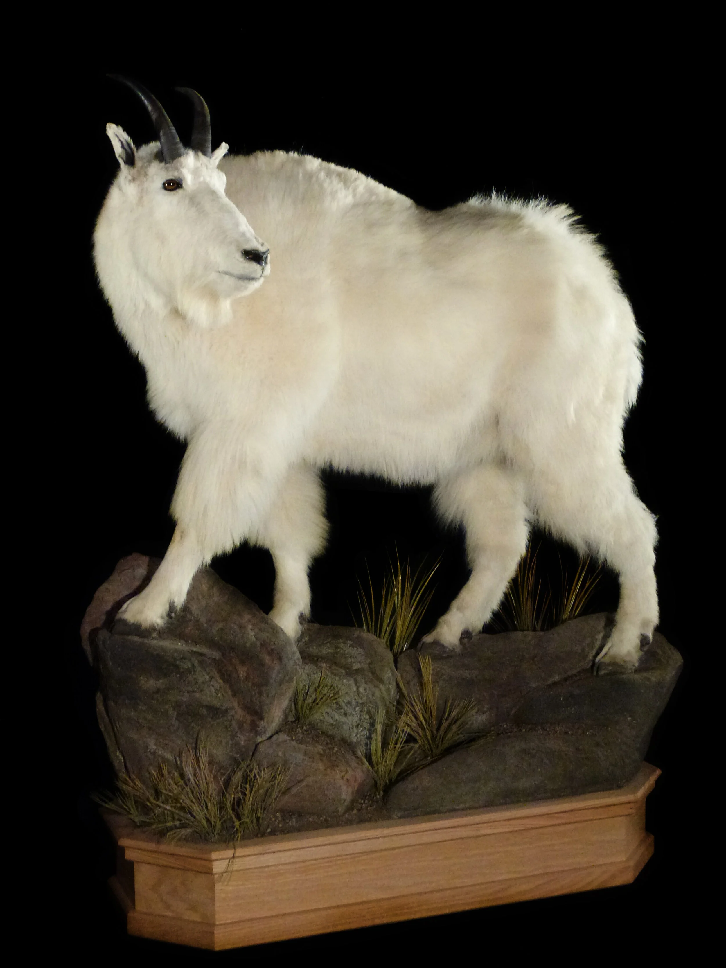 Gallery | North America | Mountain Goat — Animal Artistry