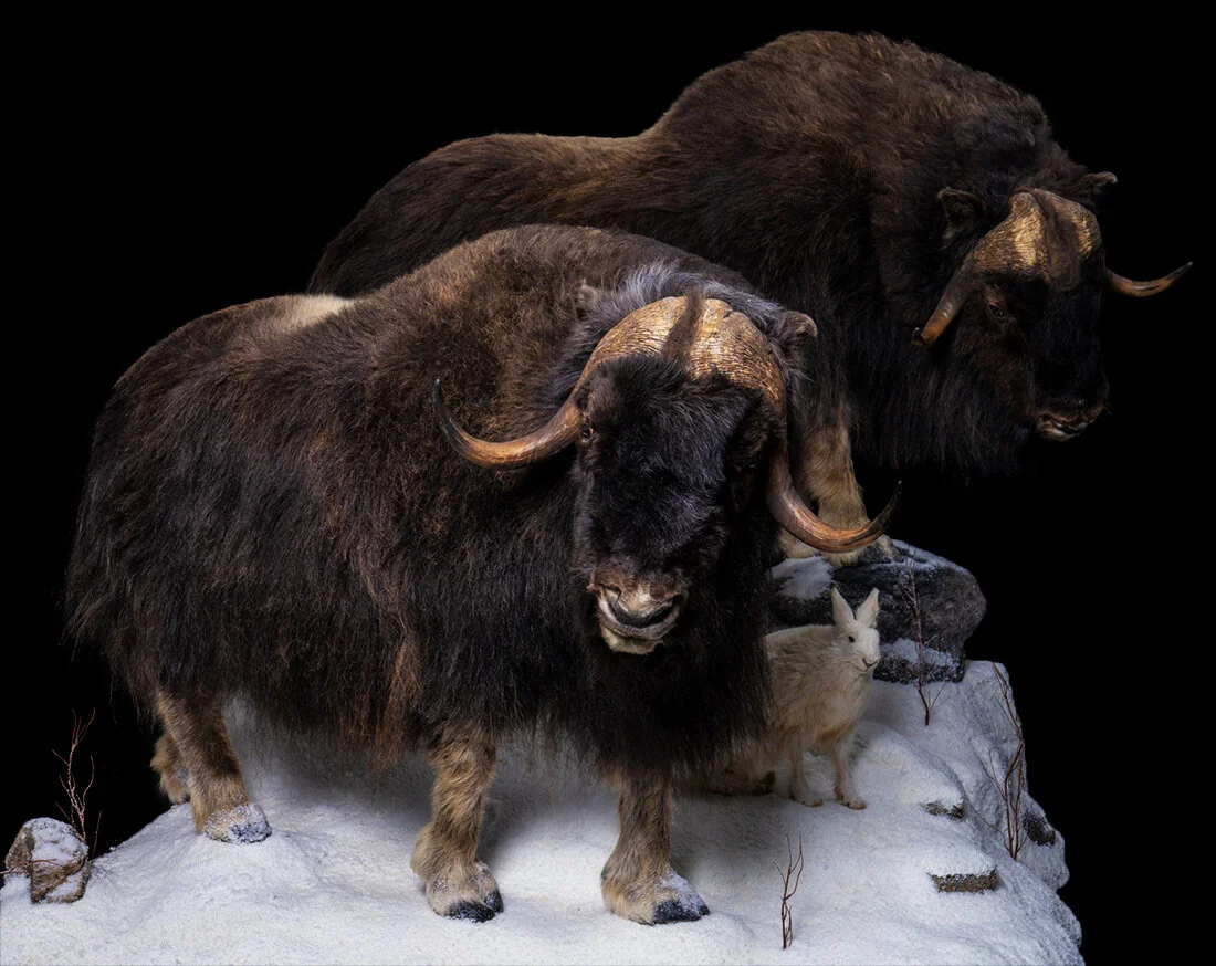 Gallery | North America | Musk Ox — Animal Artistry