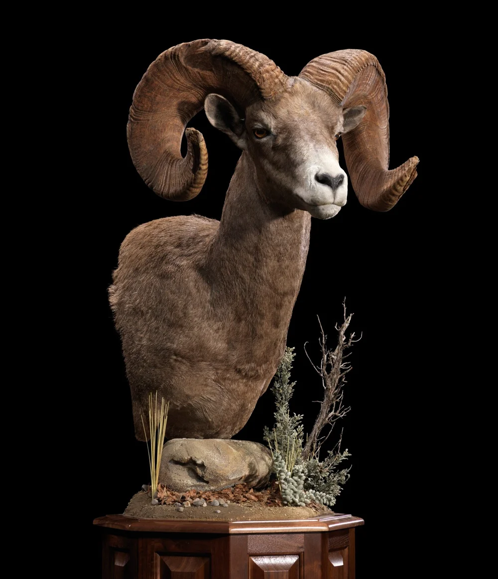 Gallery | North America | Sheep — Animal Artistry