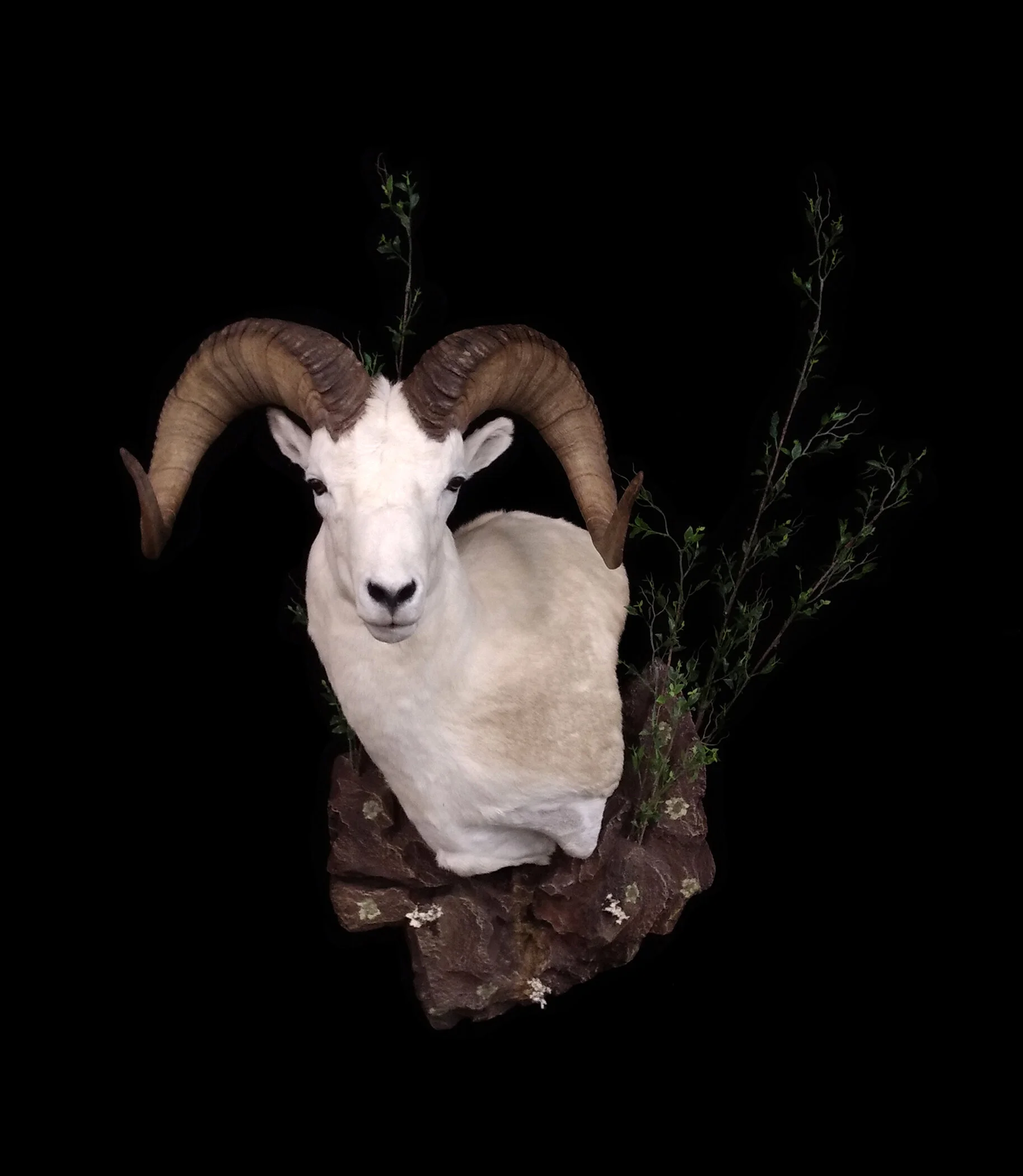 Gallery | North America | Sheep — Animal Artistry