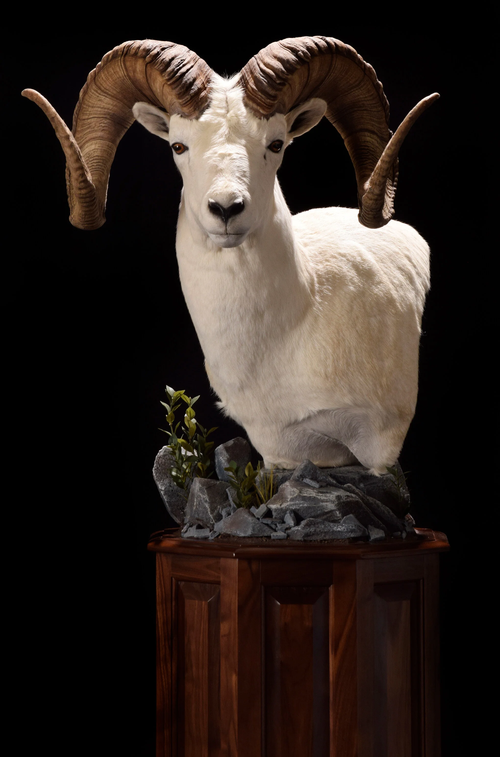Gallery | North America | Sheep — Animal Artistry