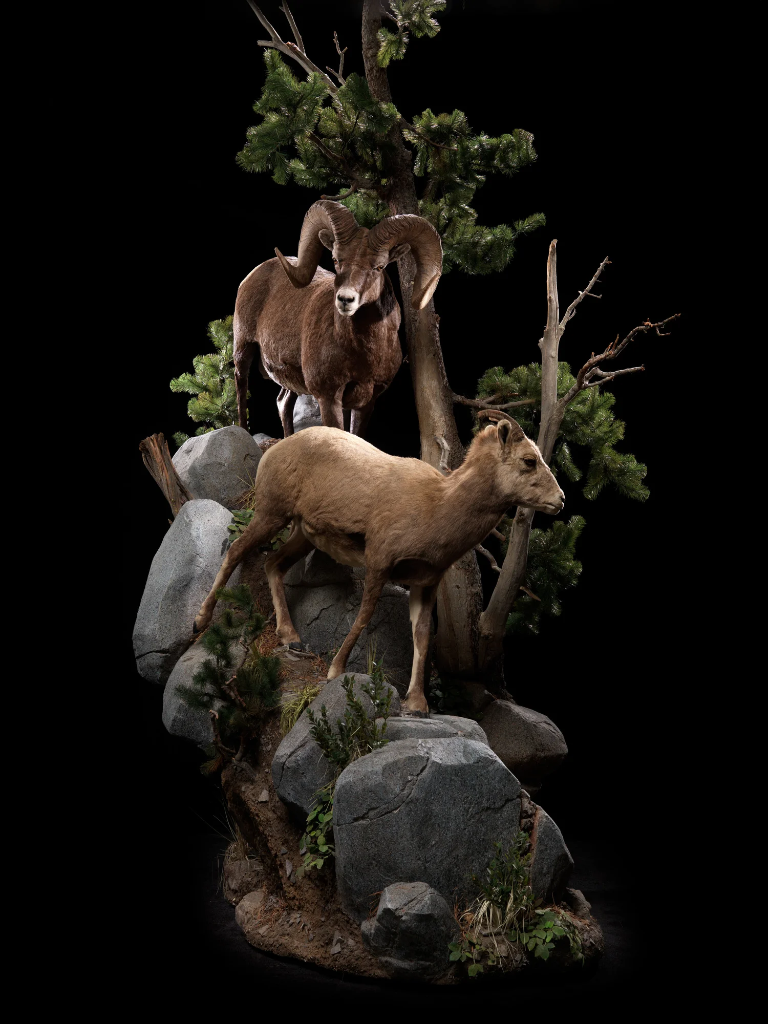 Gallery | North America | Sheep — Animal Artistry