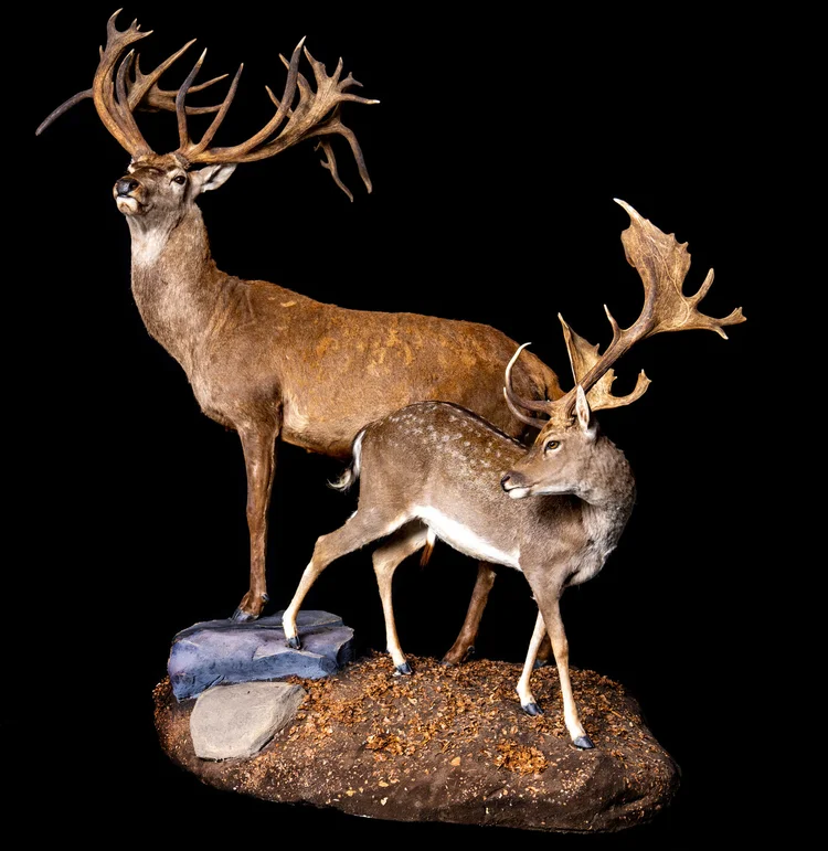 Gallery | Asia-Exotics | Deer — Animal Artistry