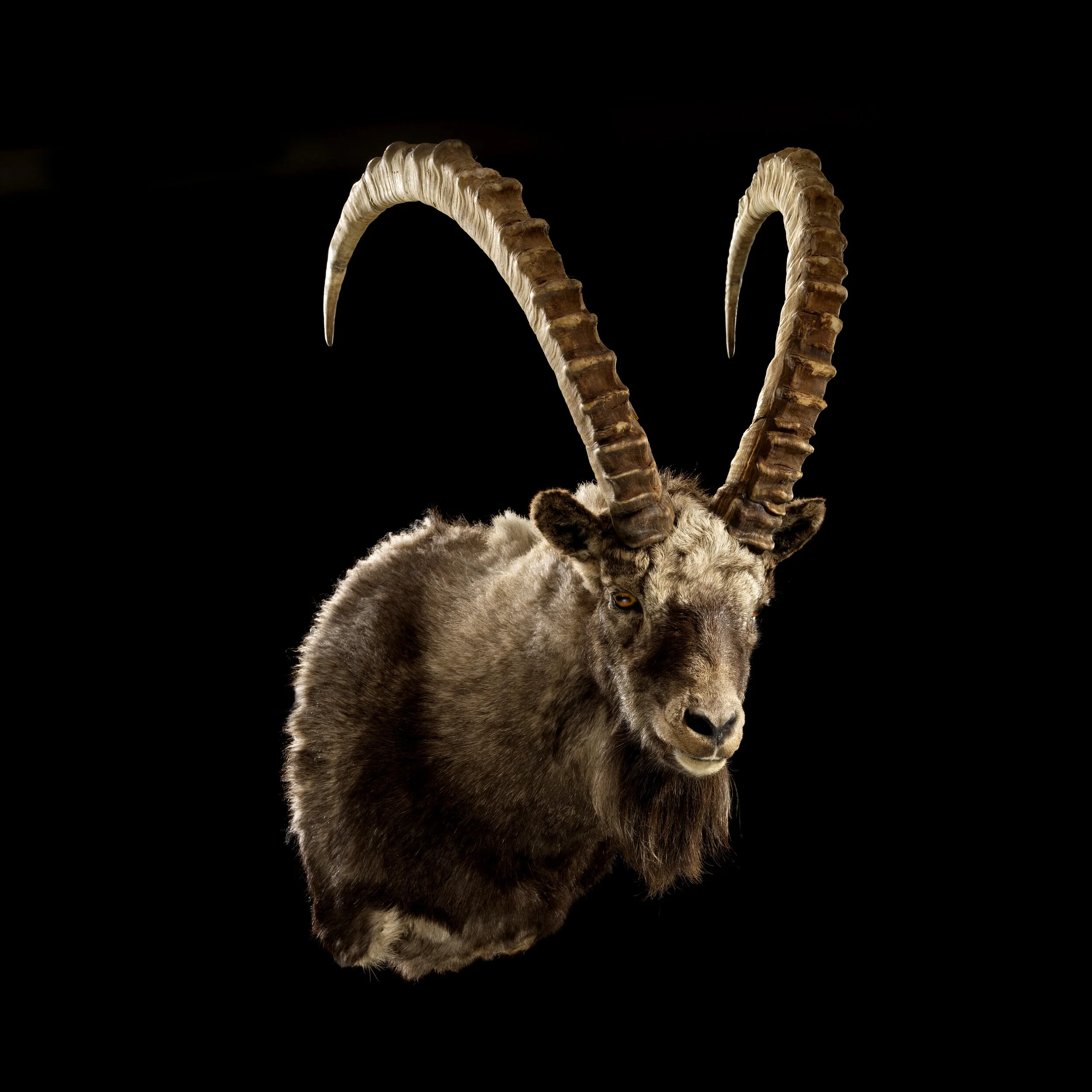 Gallery | Asia-Exotics | Goat — Animal Artistry