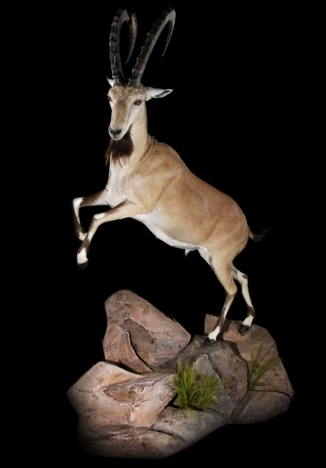 Gallery | Asia-Exotics | Goat — Animal Artistry