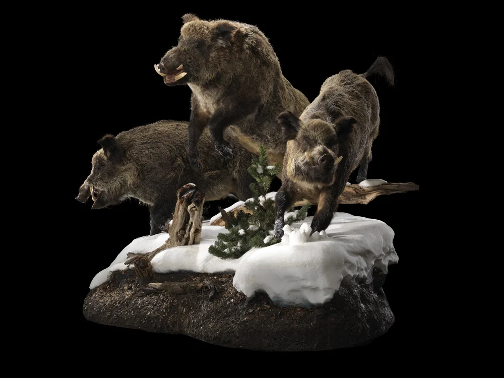 Gallery | Asia-Exotics | Russian Boar — Animal Artistry