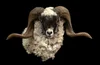 Gallery | Asia-Exotics | Sheep — Animal Artistry