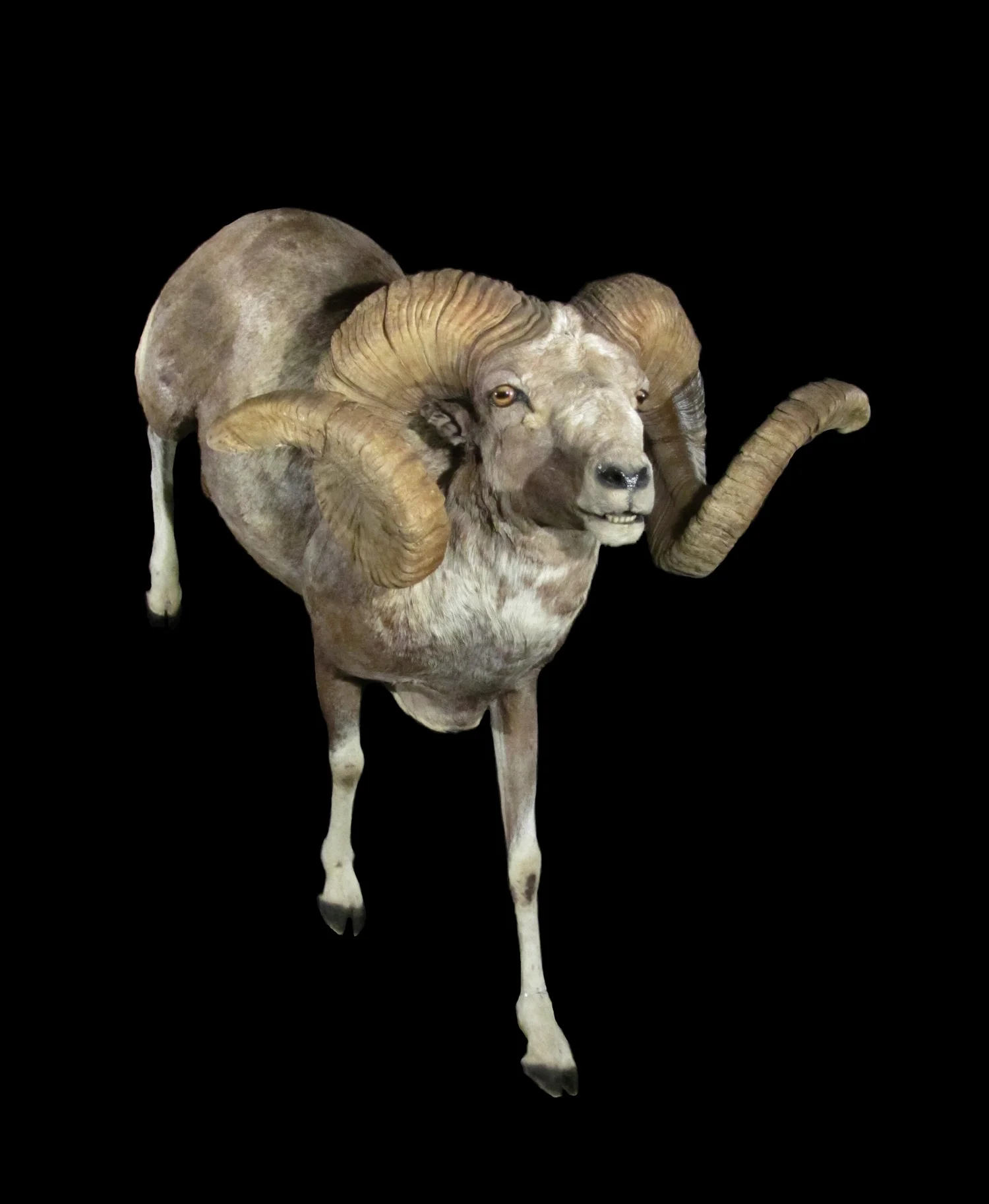 Gallery | Asia-Exotics | Sheep — Animal Artistry