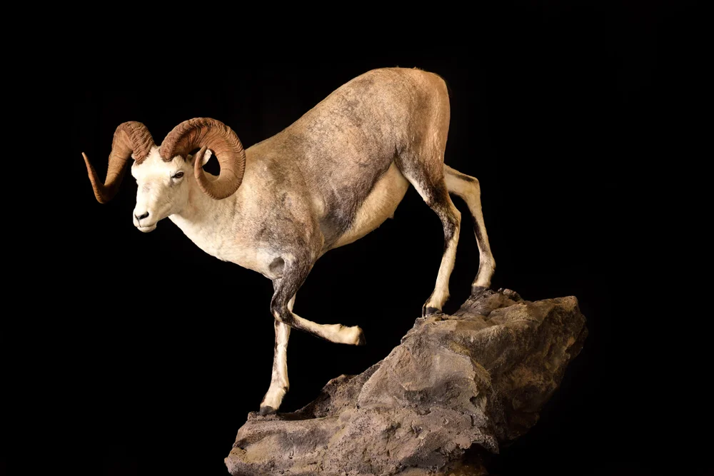 Gallery | Asia-Exotics | Sheep — Animal Artistry