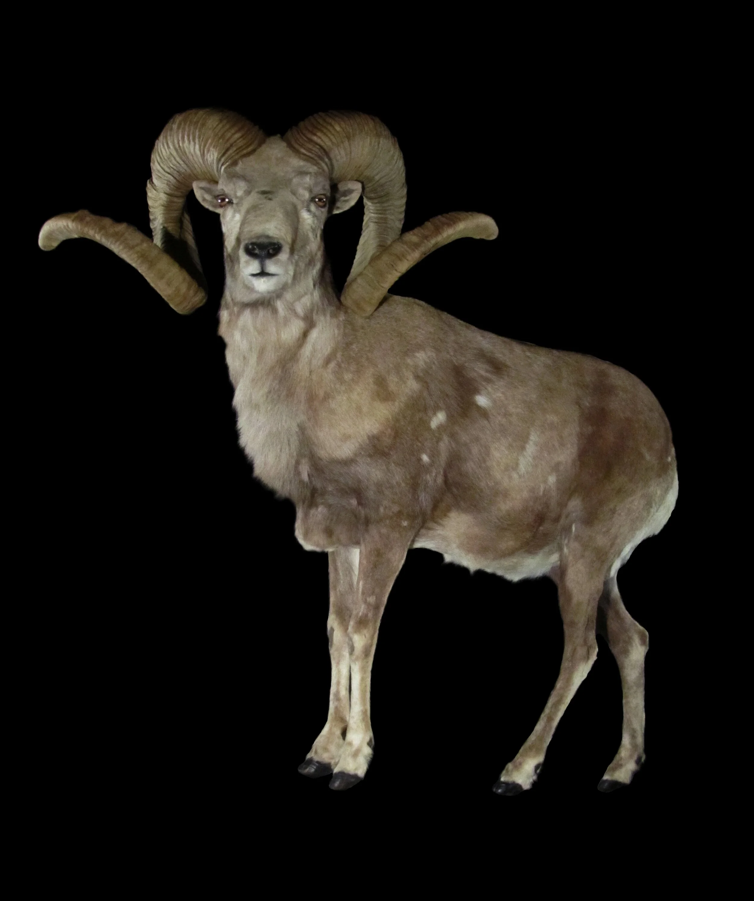 Gallery | Asia-Exotics | Sheep — Animal Artistry