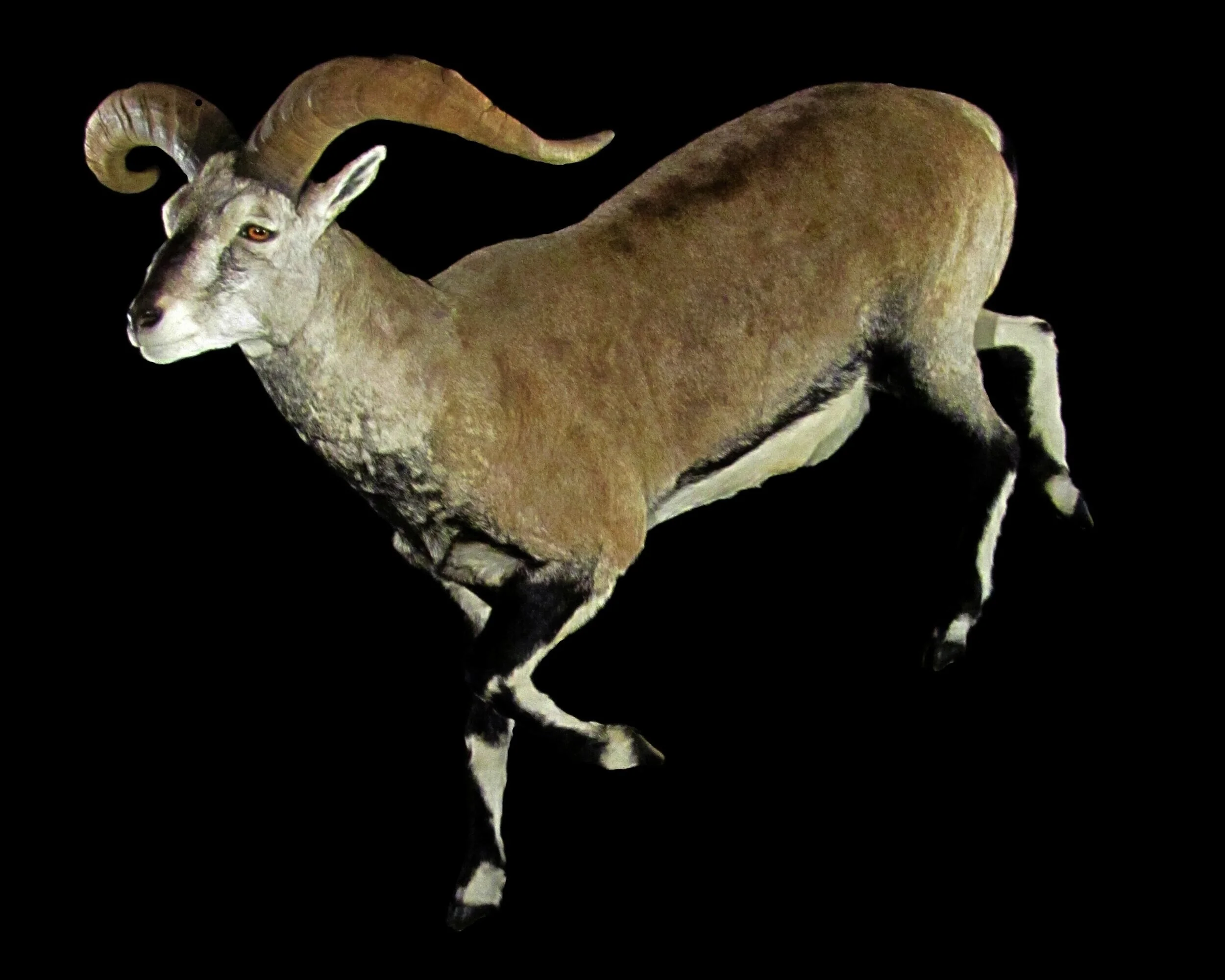 Gallery | Asia-Exotics | Sheep — Animal Artistry