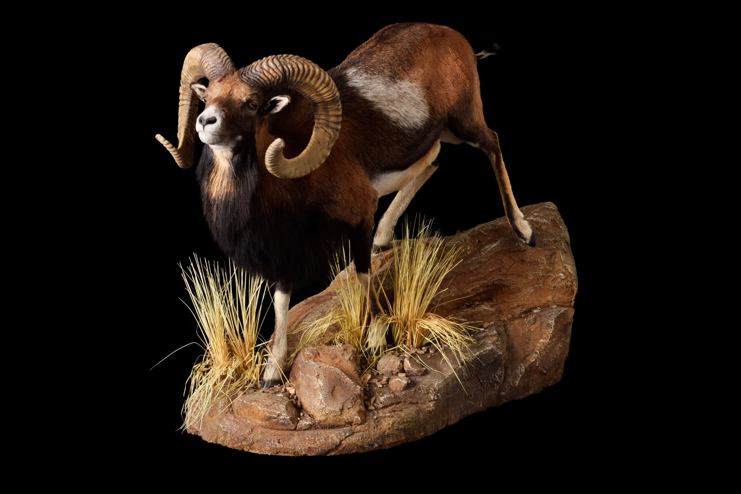 Gallery | Asia-Exotics | Sheep — Animal Artistry