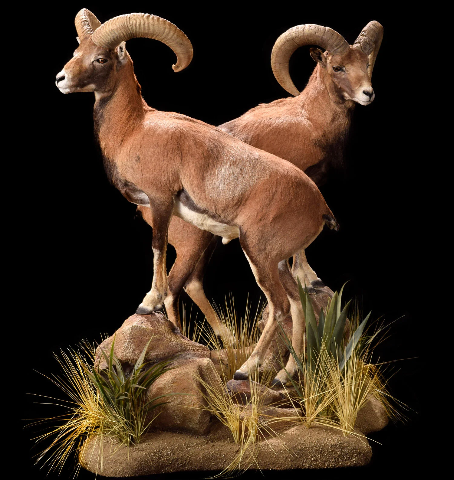 Gallery | Asia-Exotics | Sheep — Animal Artistry