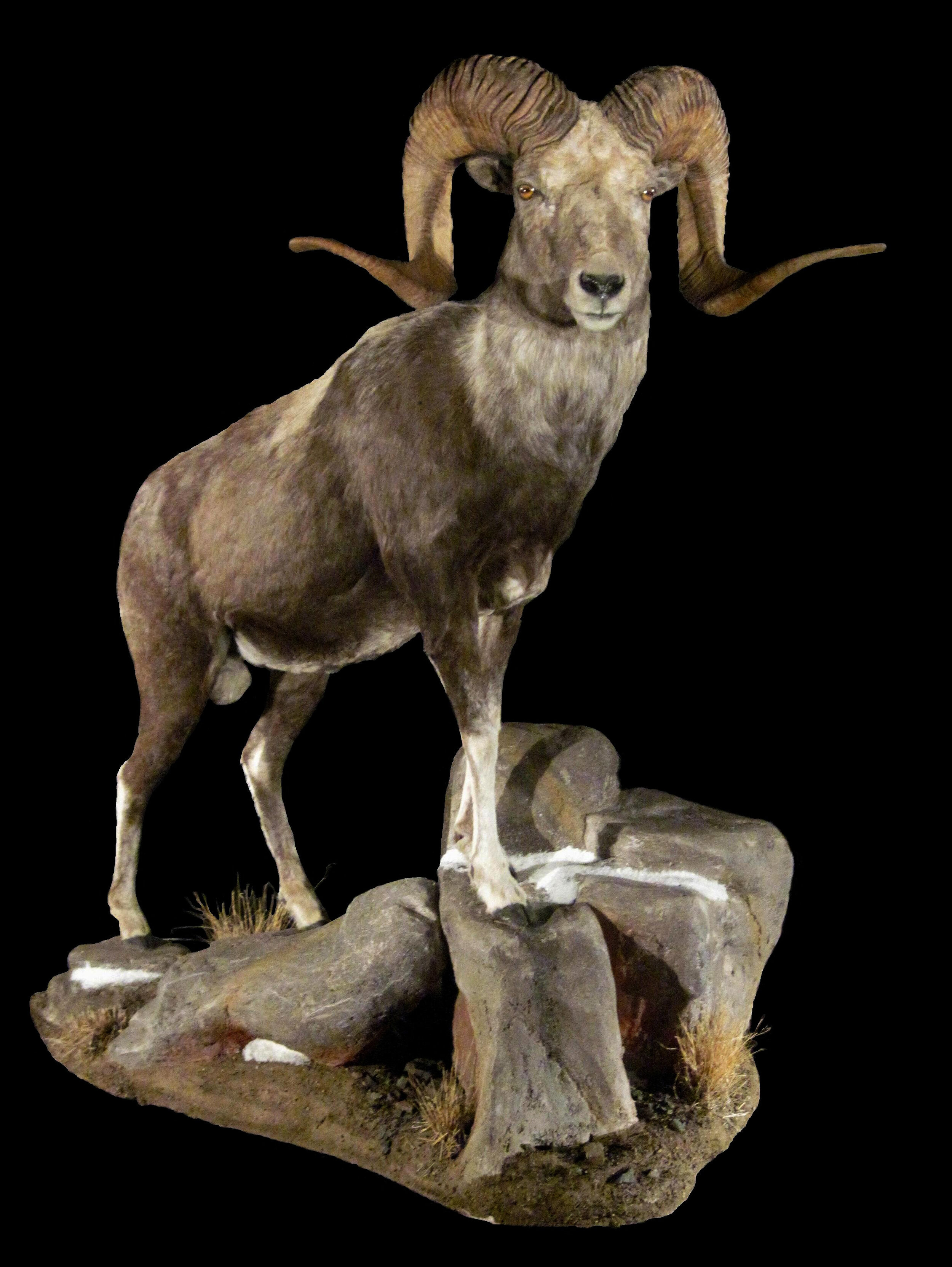 Gallery | Asia-Exotics | Sheep — Animal Artistry