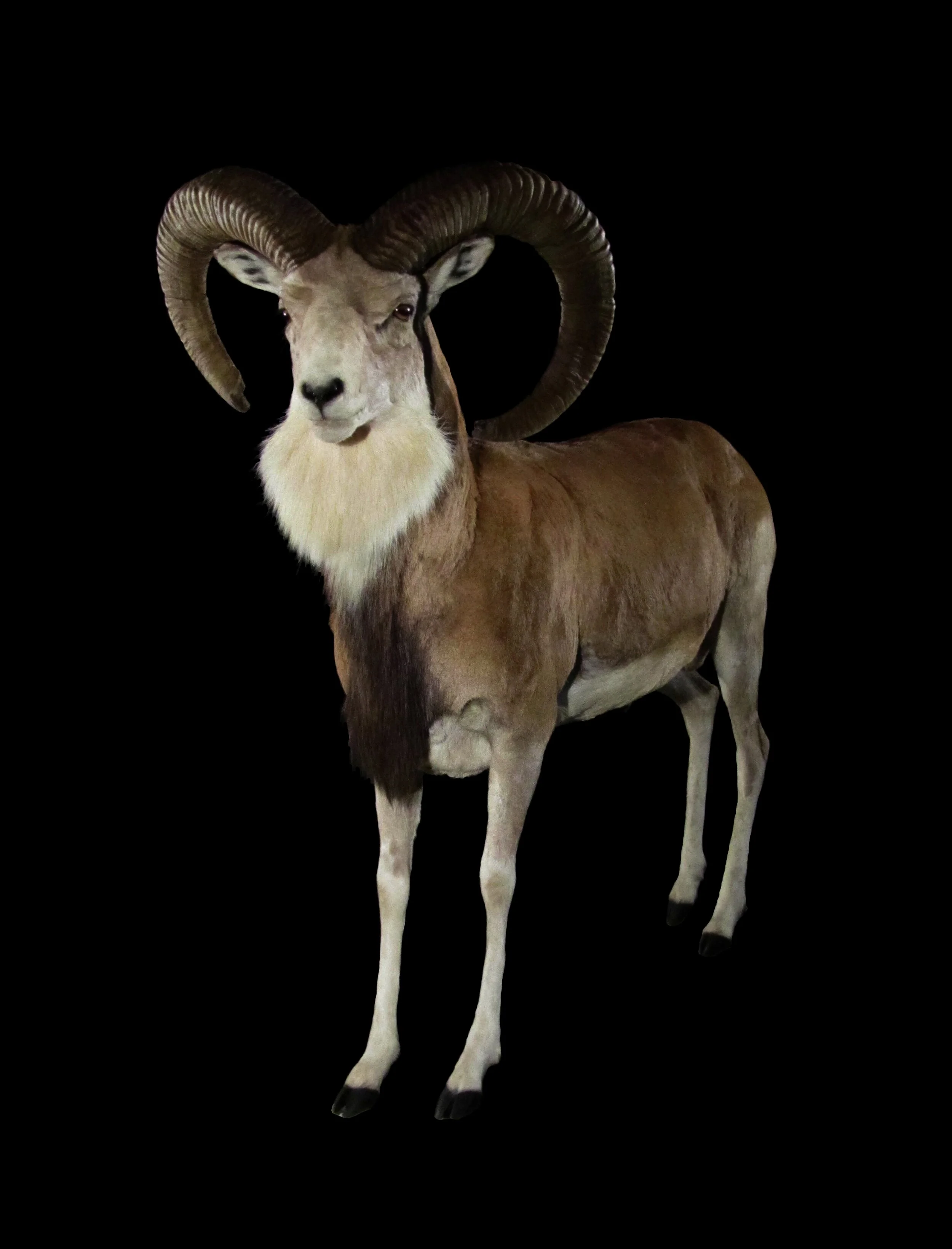 Gallery | Asia-Exotics | Sheep — Animal Artistry