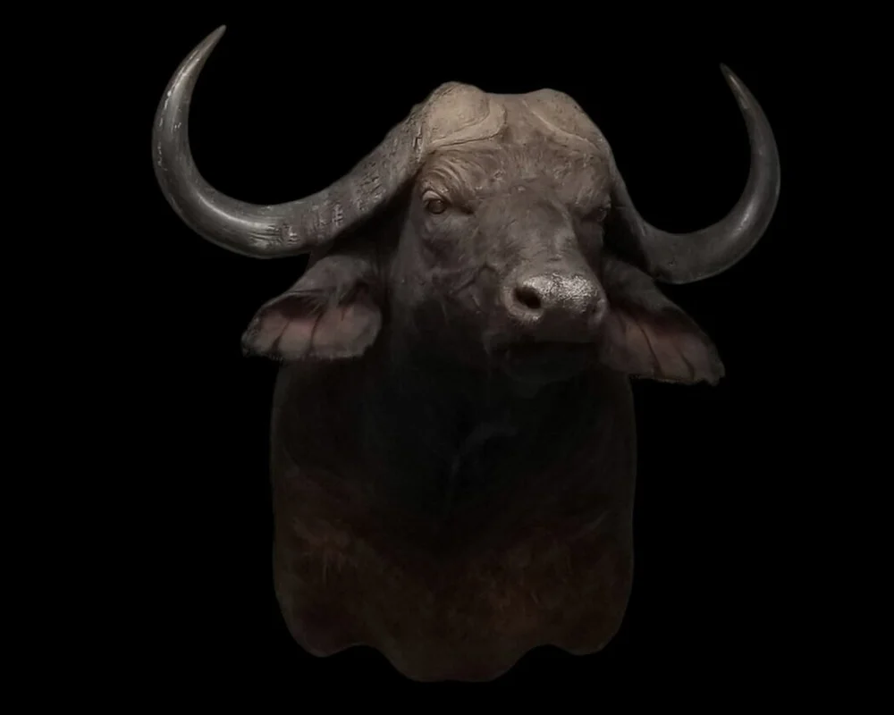 Gallery | Africa | Cape Buffalo — Animal Artistry