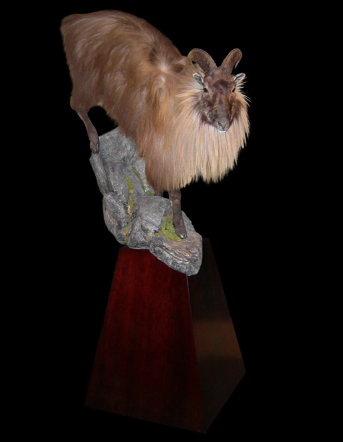 Gallery | Asia-Exotics | Tahr — Animal Artistry