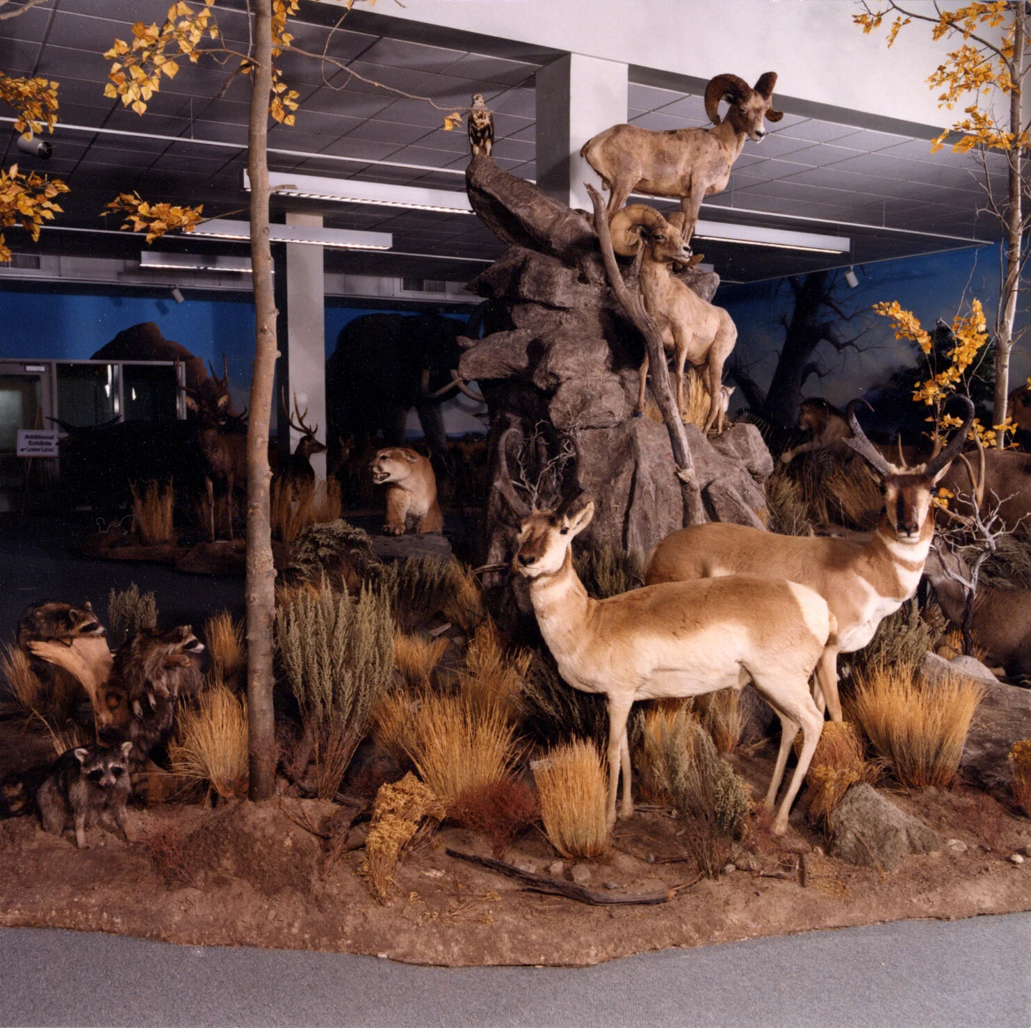 Gallery | Trophy Rooms — Animal Artistry