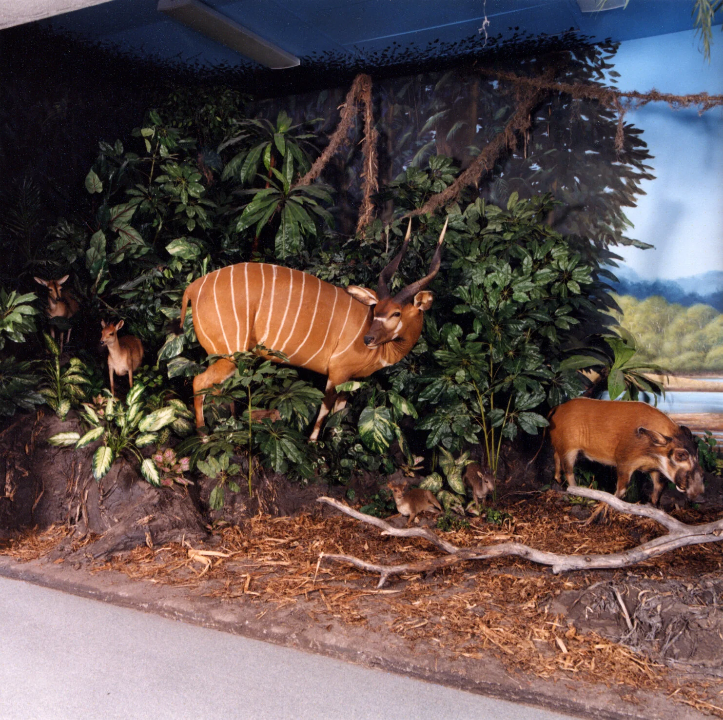 Gallery | Trophy Rooms — Animal Artistry