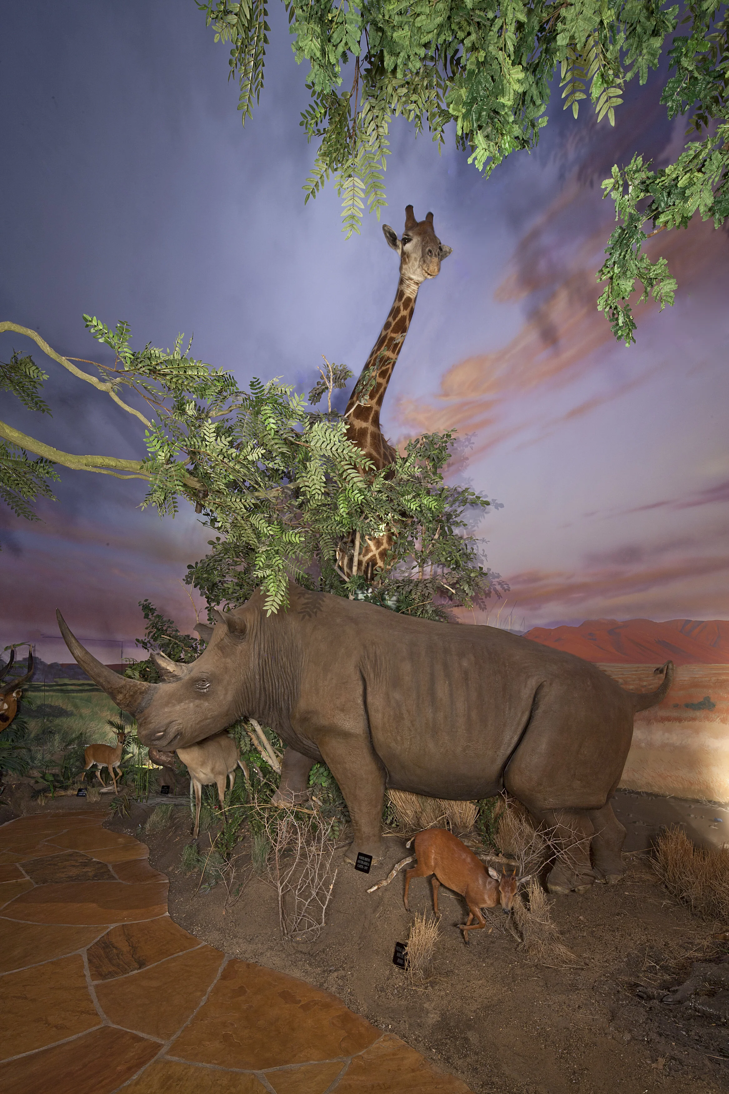 Gallery | Trophy Rooms — Animal Artistry