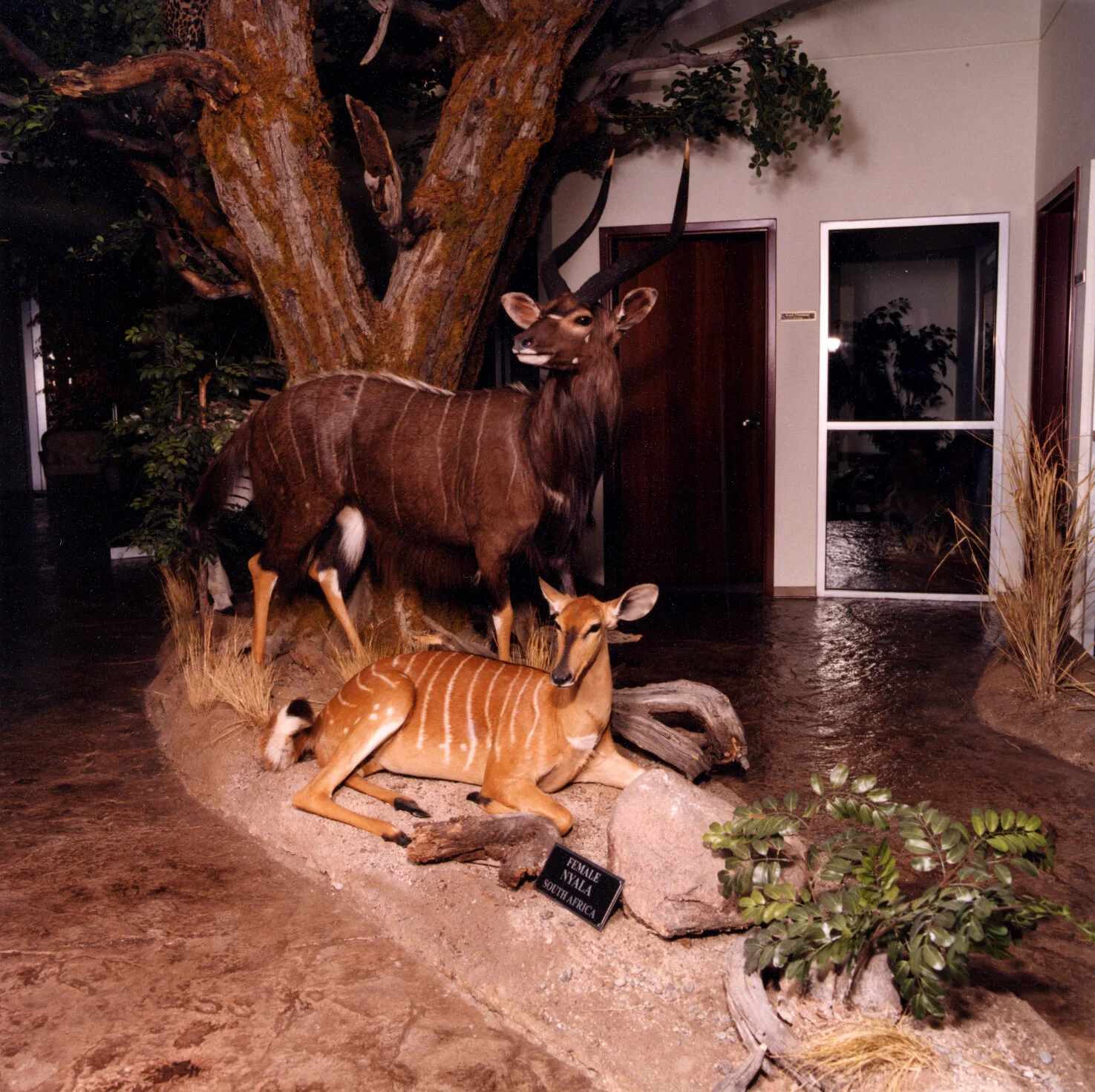 Gallery | Trophy Rooms — Animal Artistry