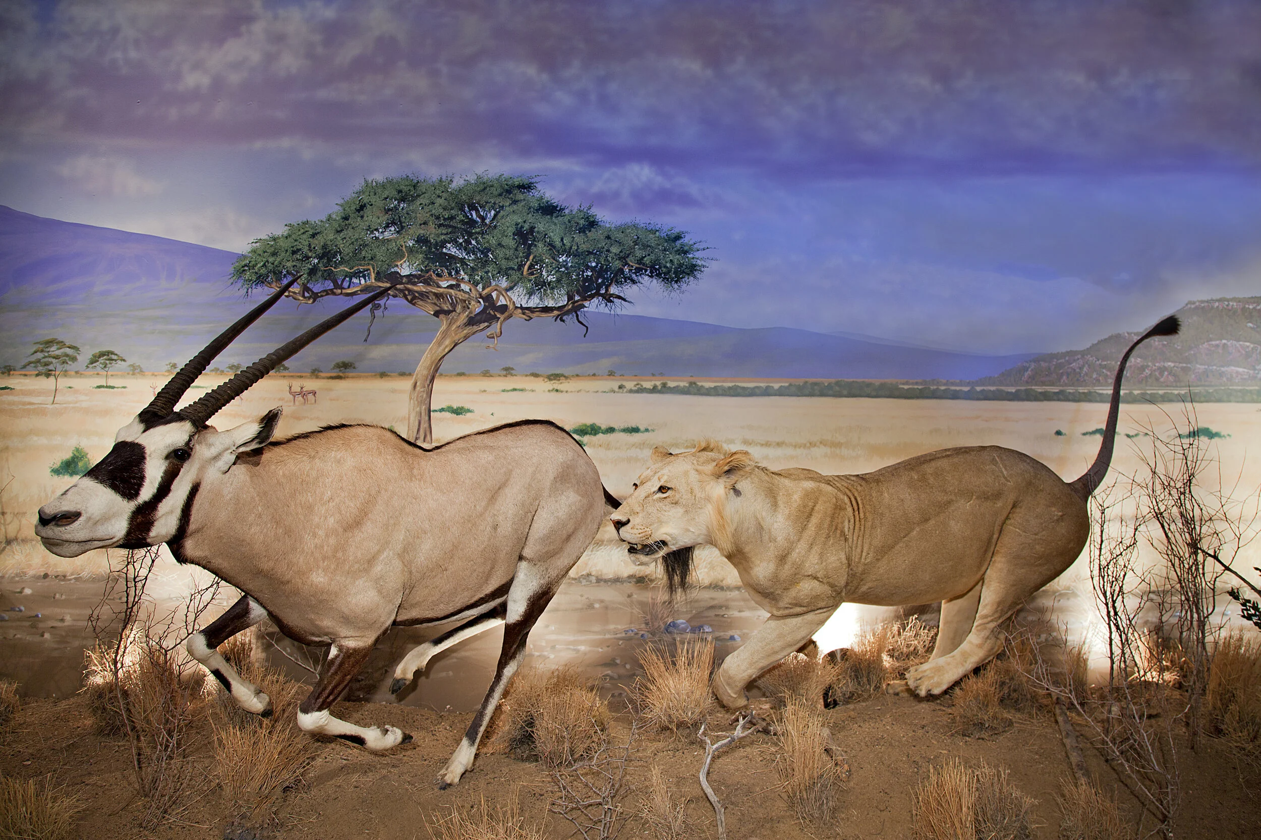 Gallery | Trophy Rooms — Animal Artistry