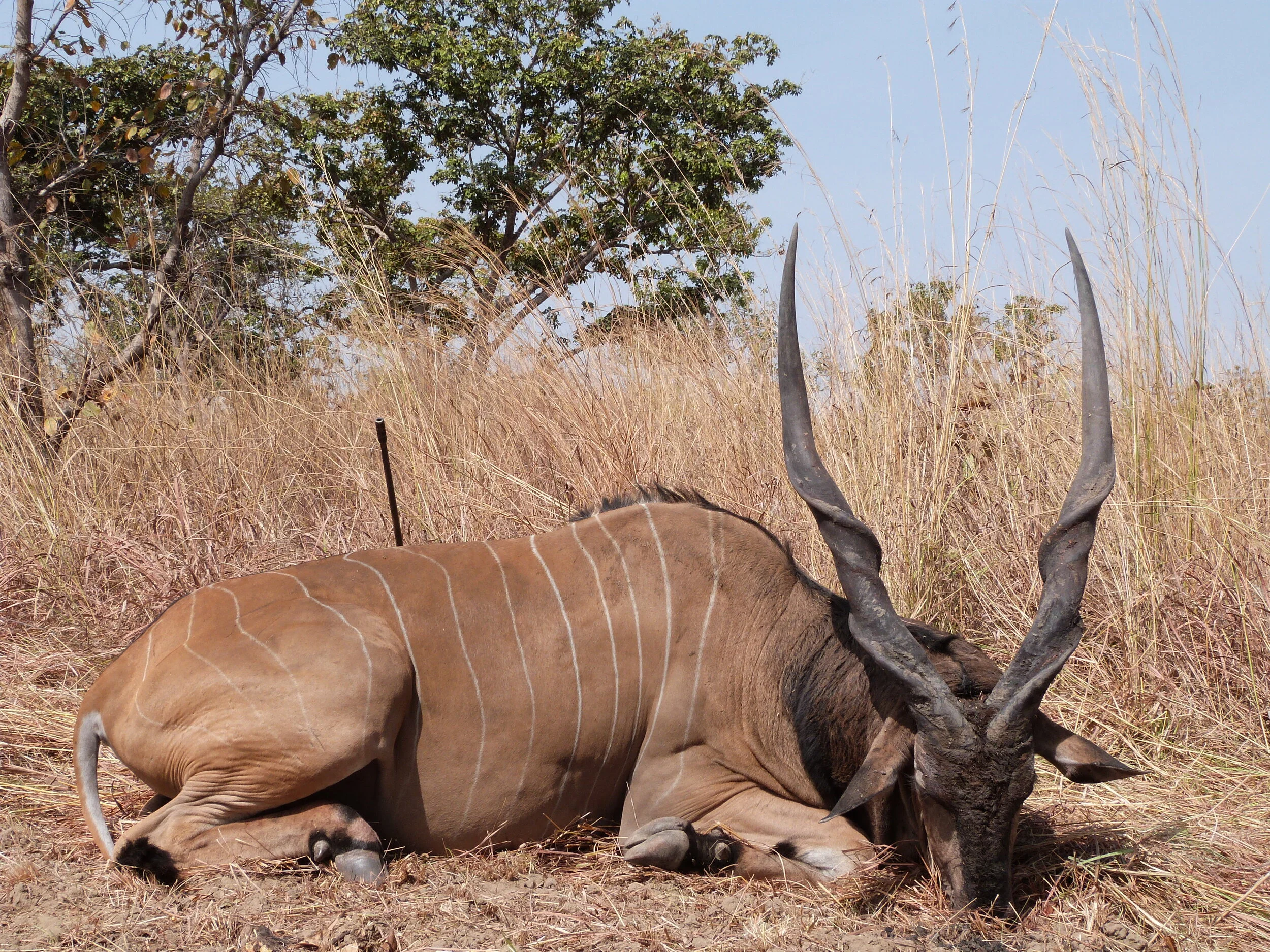 Hunts | Africa — Animal Artistry
