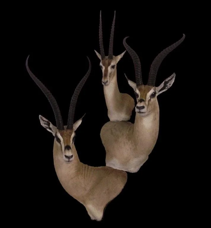 Gallery | Africa | African Antelope — Animal Artistry