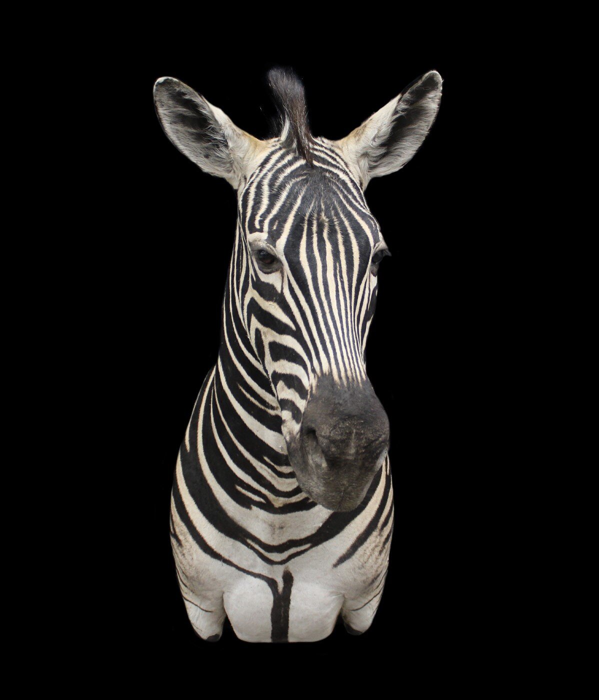 Gallery | Africa | Zebra — Animal Artistry